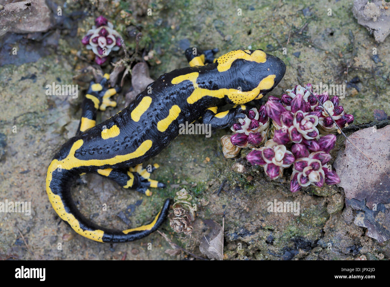 Purple And Yellow Salamander