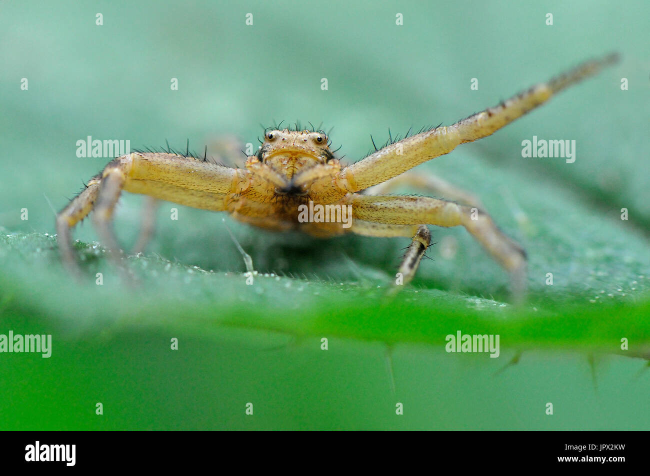 Crab spider in defensive posture on a leaf of nettle Stock Photo - Alamy