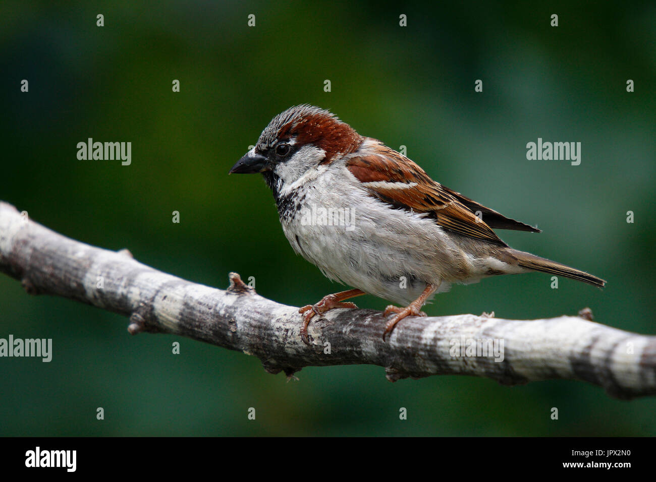 Male house sparrow on branch - France Stock Photo - Alamy