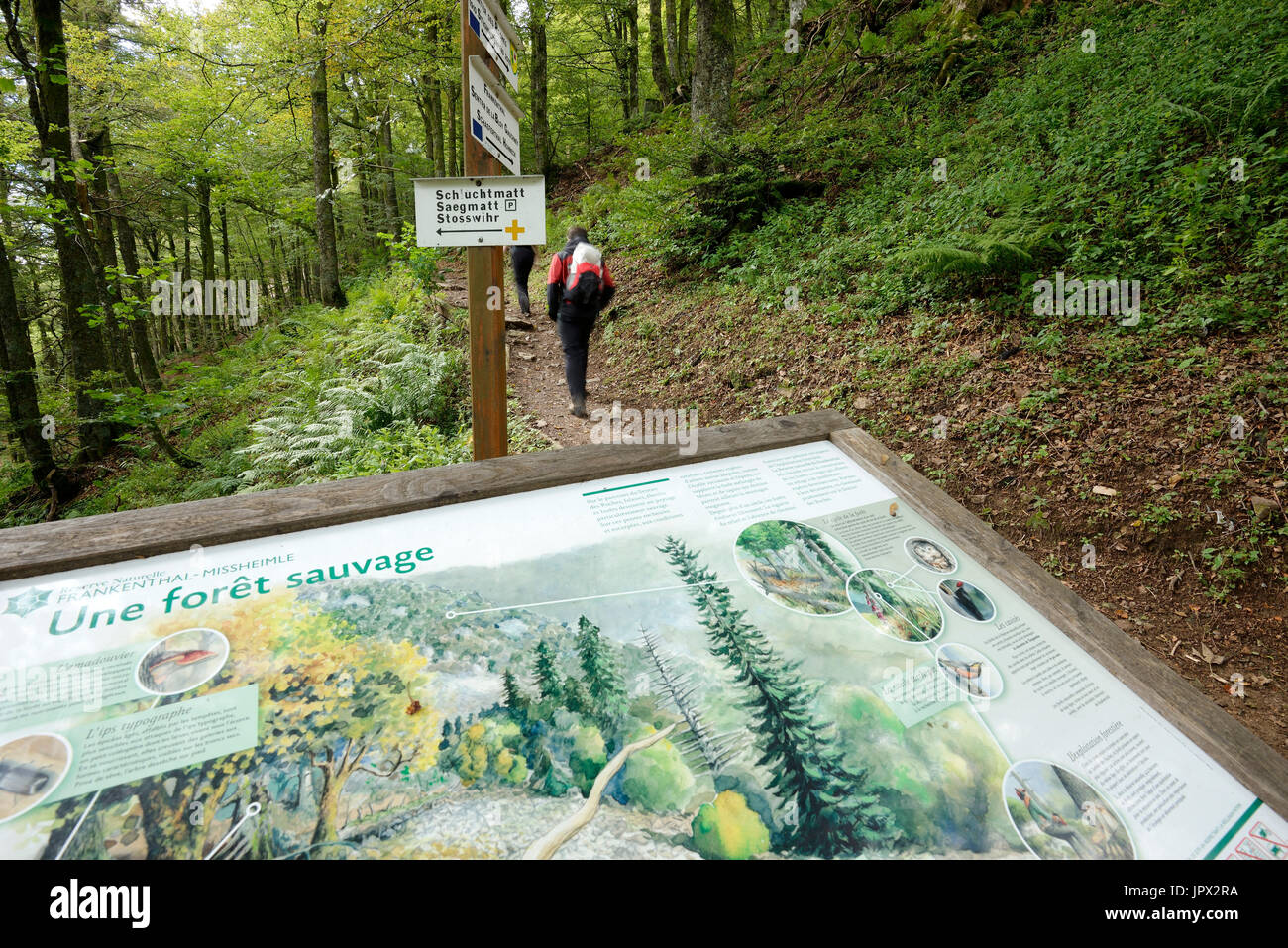 Hiking the Trail des Roches - Vosges France Stock Photo - Alamy