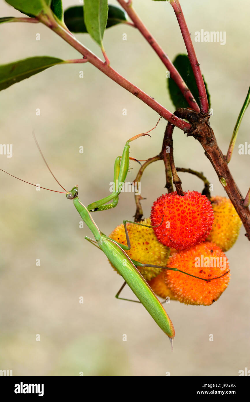 Praying mantis on the look out for fruit Arbutus - France Stock Photo ...