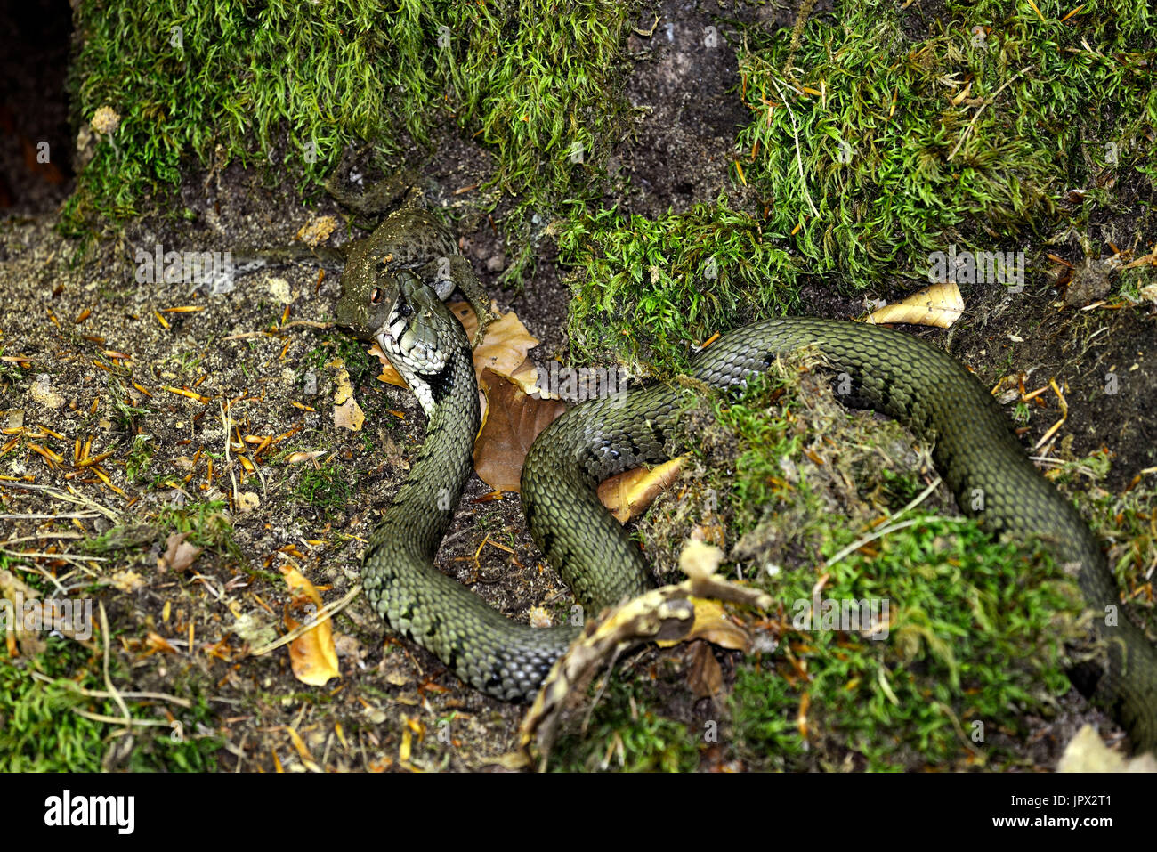 Grass snake capturing a Common Toad - France Stock Photo - Alamy