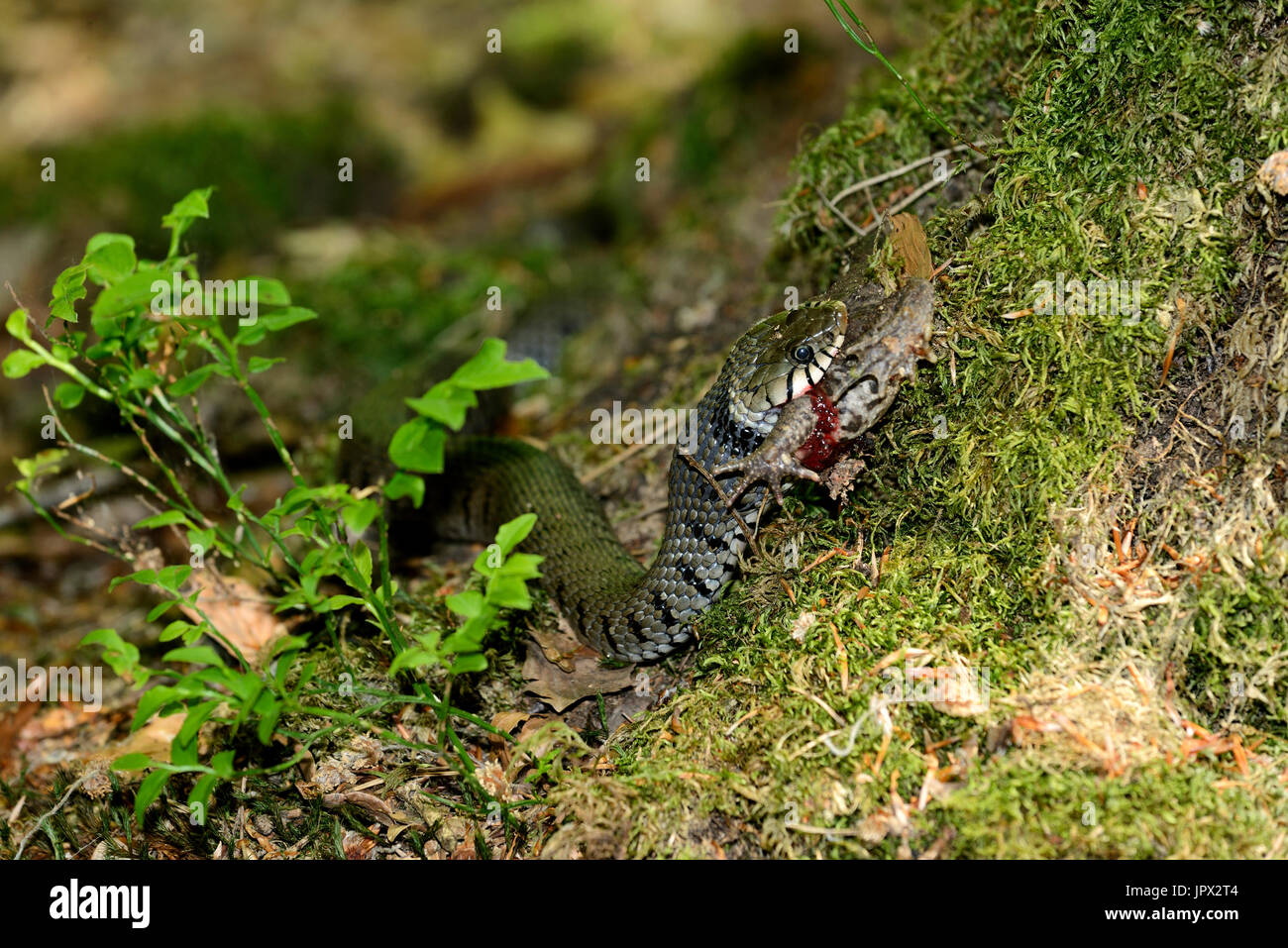 Grass snake capturing a Common Toad - France Stock Photo - Alamy