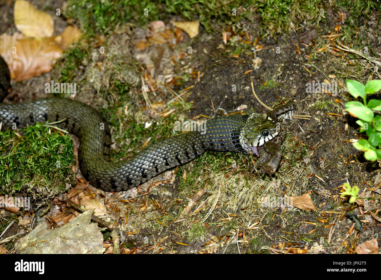 Grass snake capturing a Common Toad - France Stock Photo - Alamy