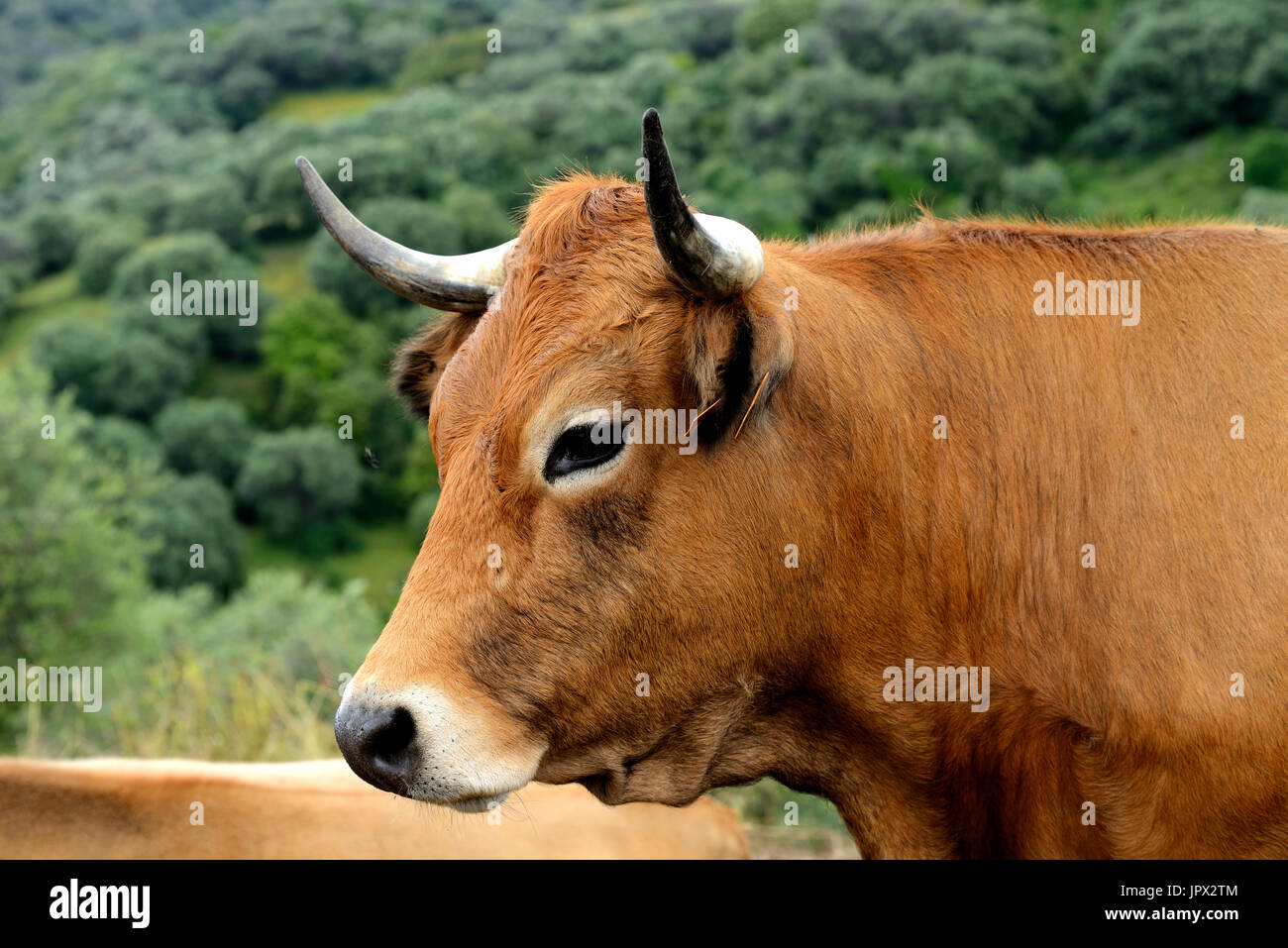Meat strains hi-res stock photography and images - Alamy