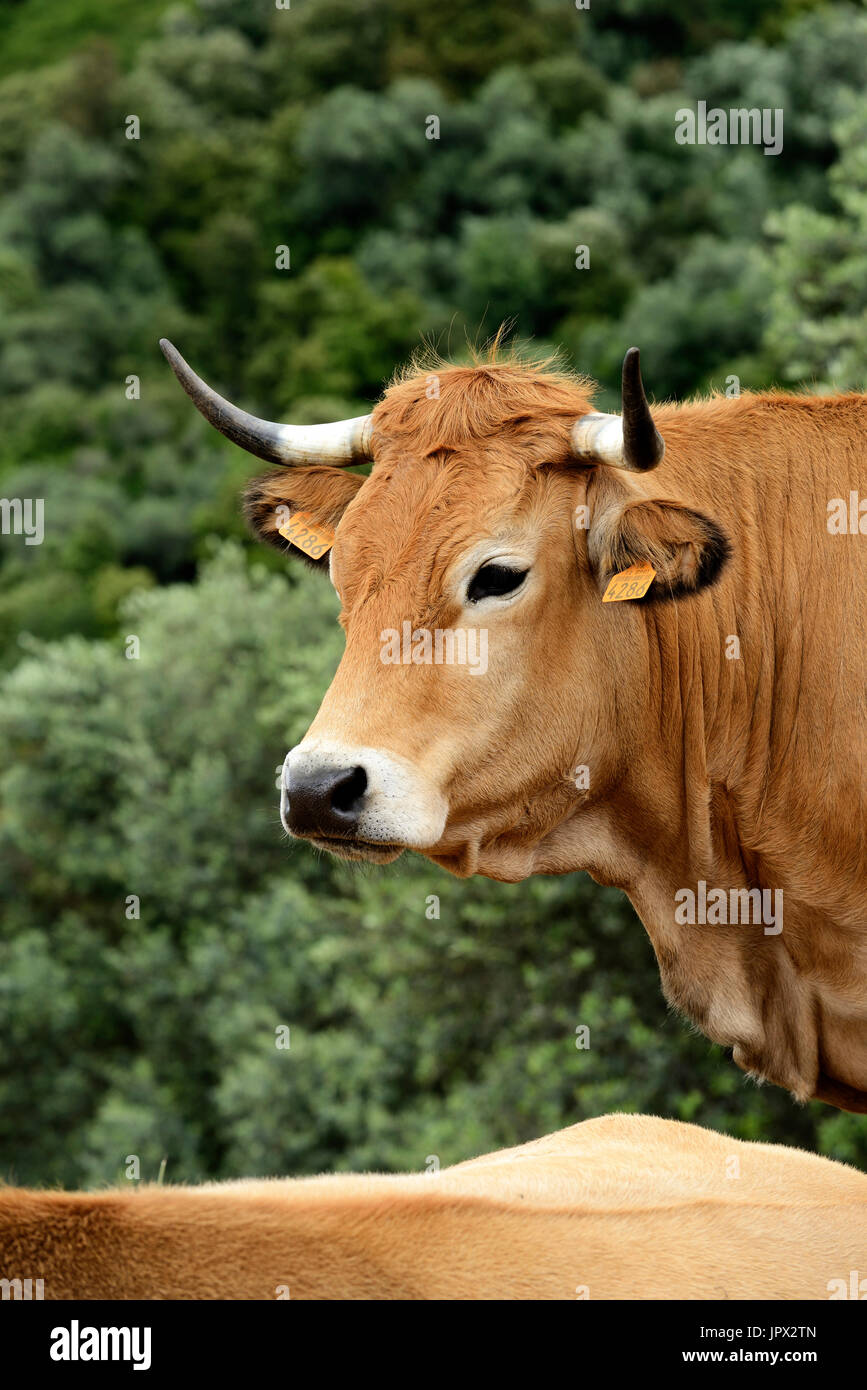 Portrait of Corsican cow in the bush - Corse France Stock Photo - Alamy