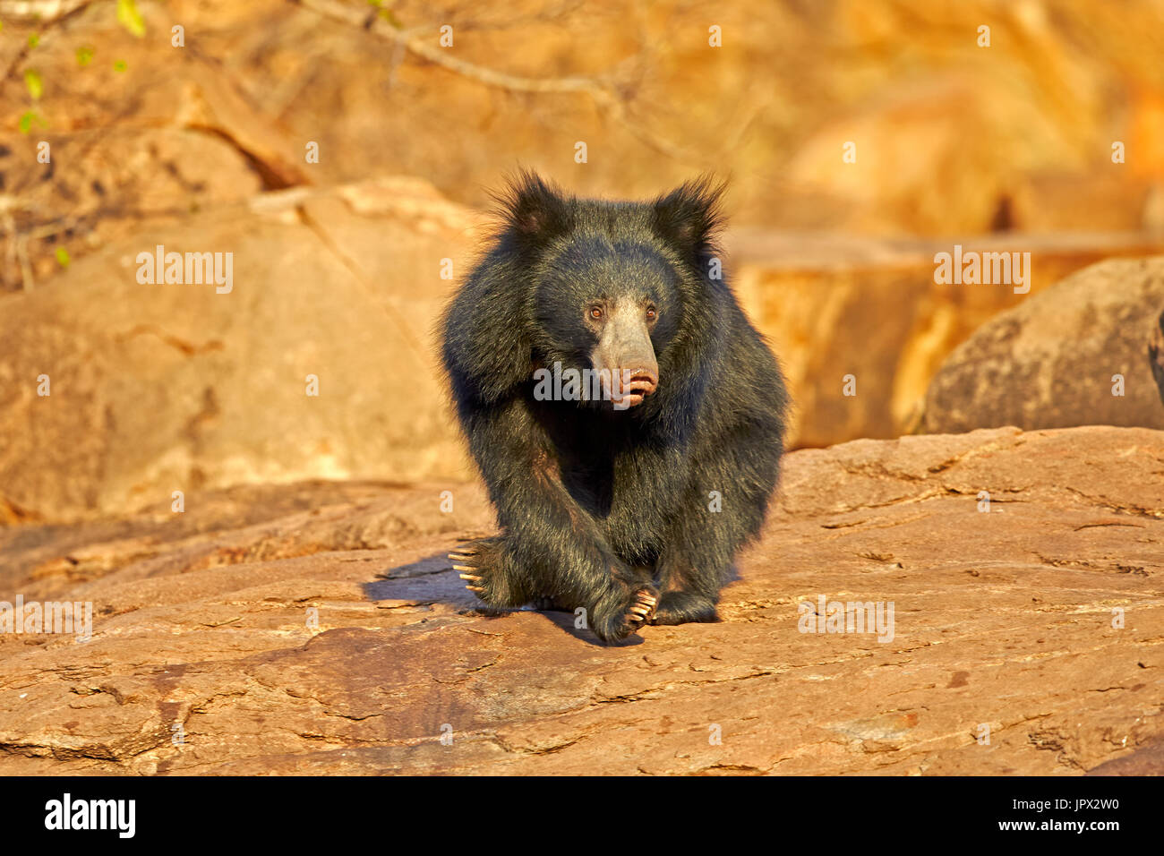 Sloth bear in the rocks - Sandur Mountain Range India Stock Photo - Alamy
