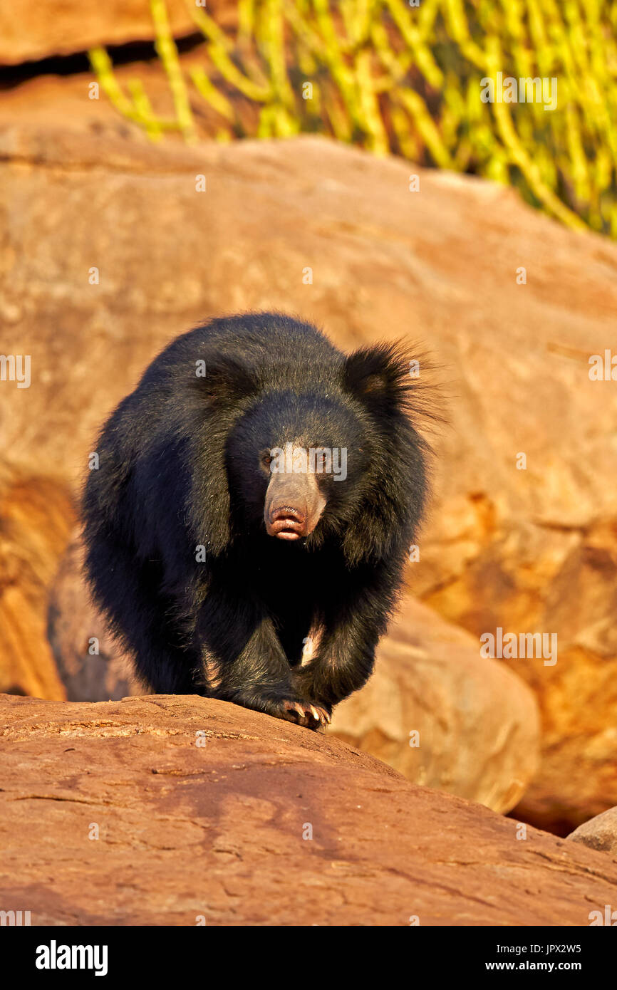 Sloth bear in the rocks - Sandur Mountain Range India Stock Photo - Alamy