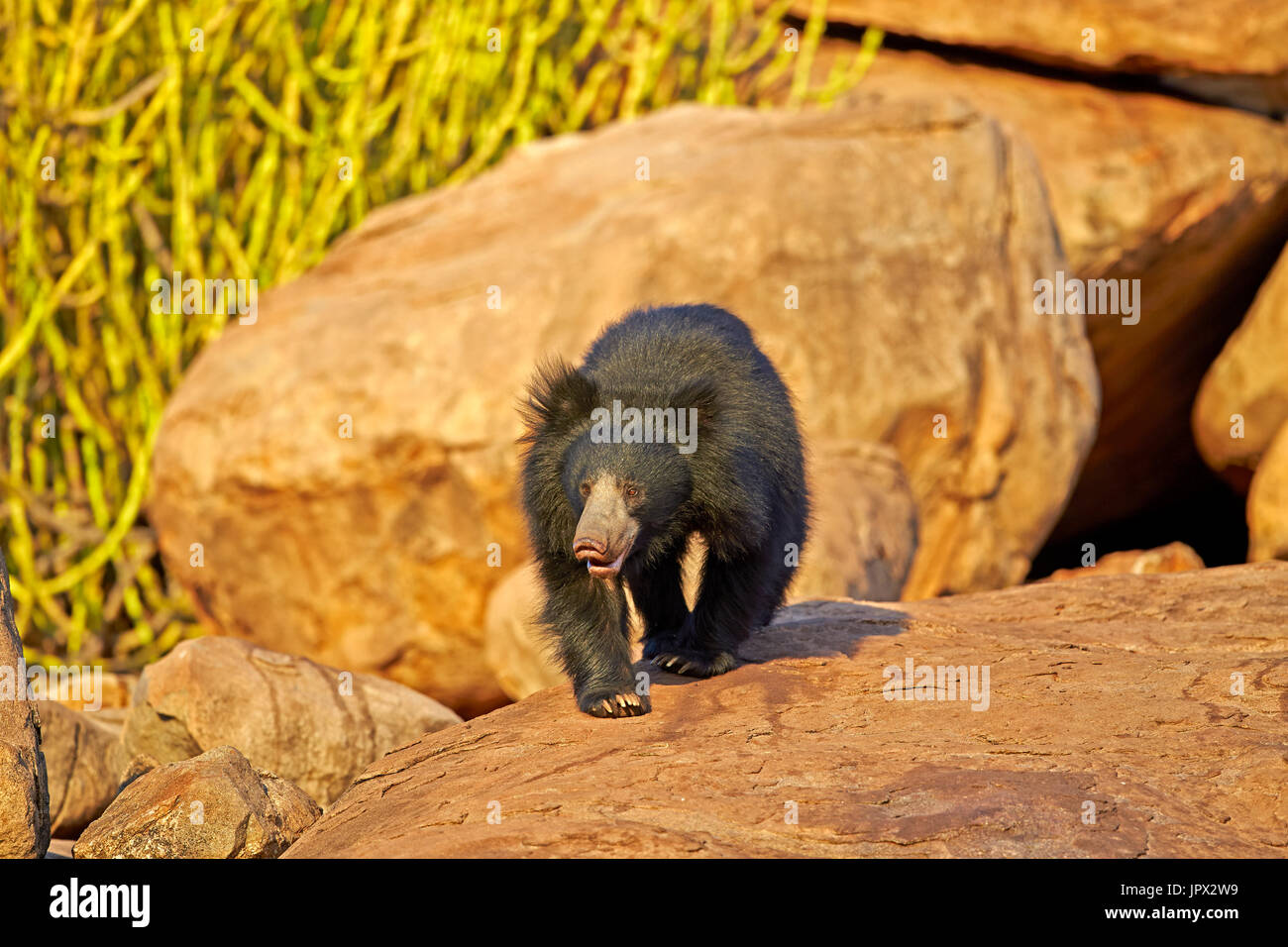 Sloth bear in the rocks - Sandur Mountain Range India Stock Photo - Alamy