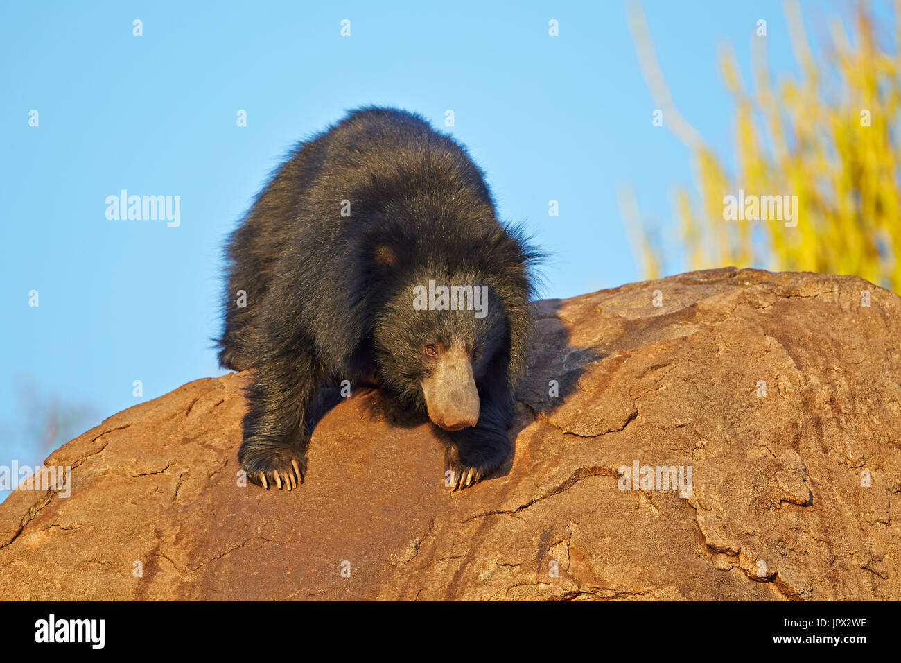 Sloth bear on rock - Sandur Mountain Range India Stock Photo - Alamy