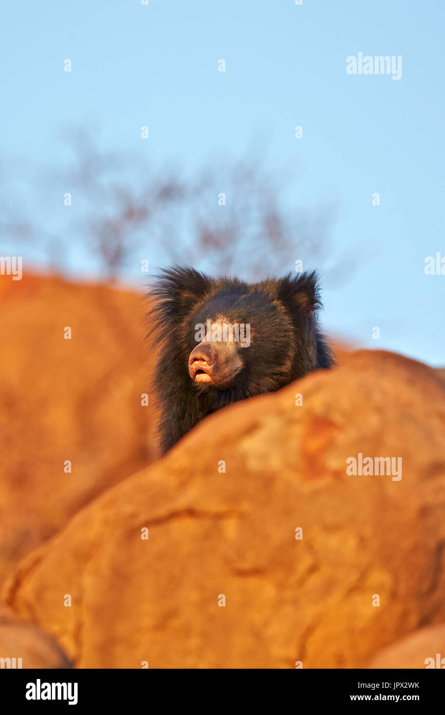 Portrait of Sloth bear - Sandur Mountain Range India Stock Photo - Alamy