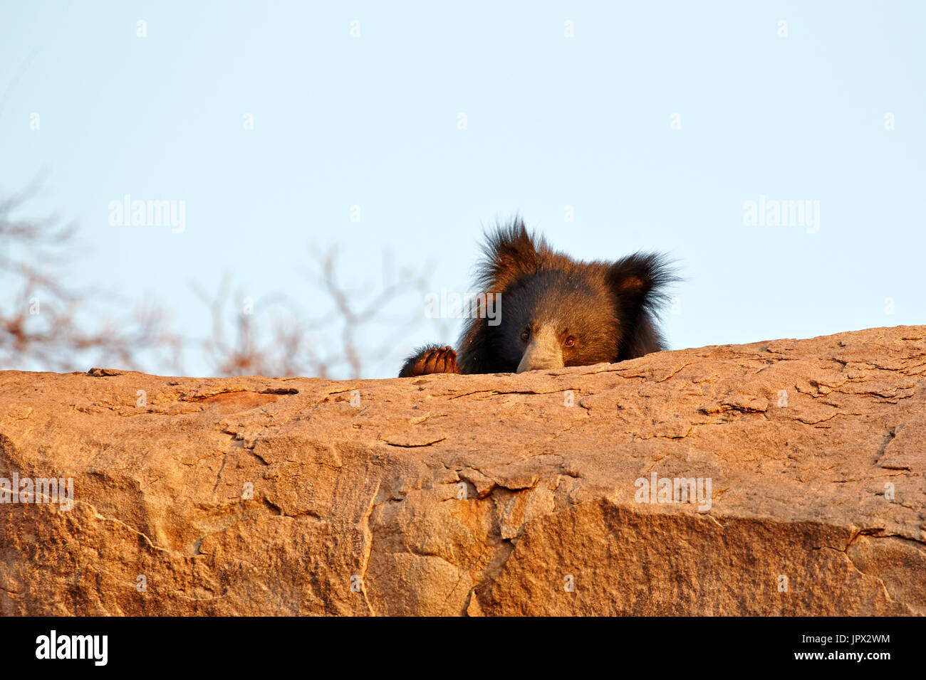Portrait of Sloth bear - Sandur Mountain Range India Stock Photo - Alamy