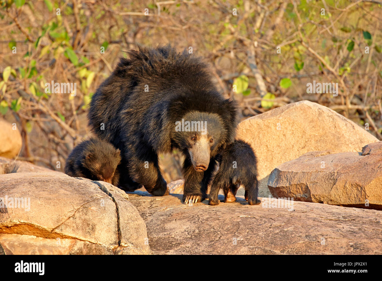 Sloth bear and youngs - Sandur Mountain Range India Stock Photo - Alamy