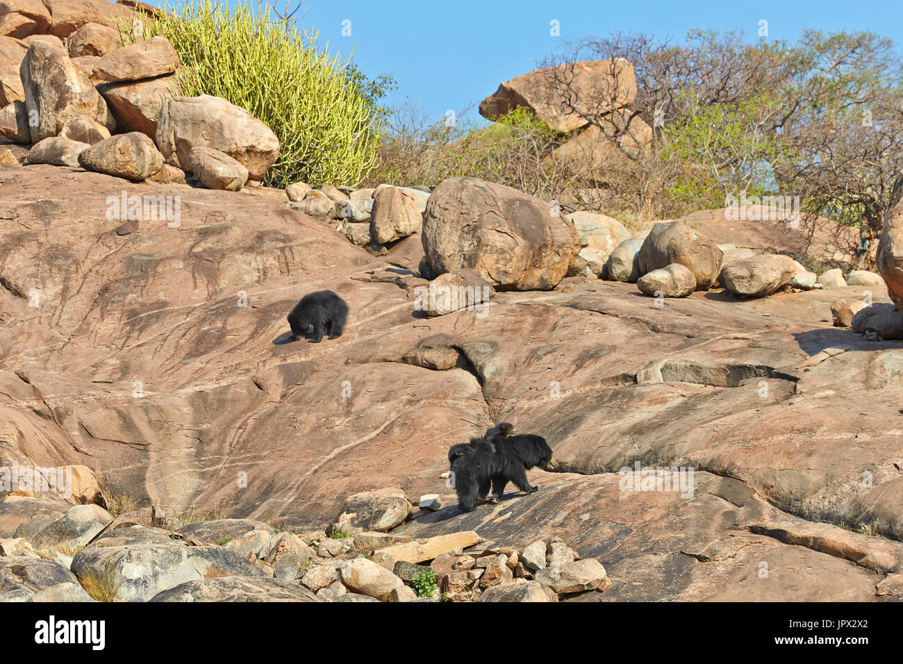 Sloth bear and youngs - Sandur Mountain Range India Stock Photo - Alamy
