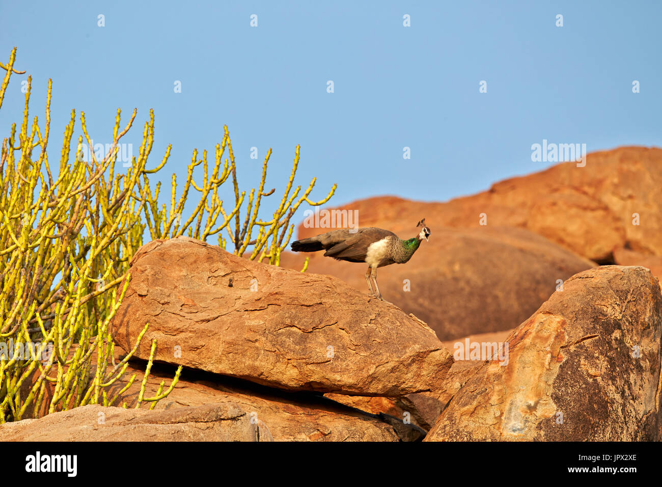 Indian Peafowl on rock - Sandur Mountain Range India Stock Photo - Alamy