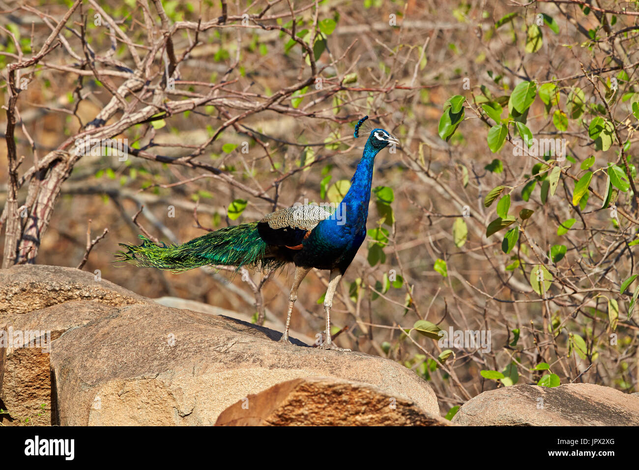 Indian Peafowl on rock - Sandur Mountain Range India Stock Photo - Alamy