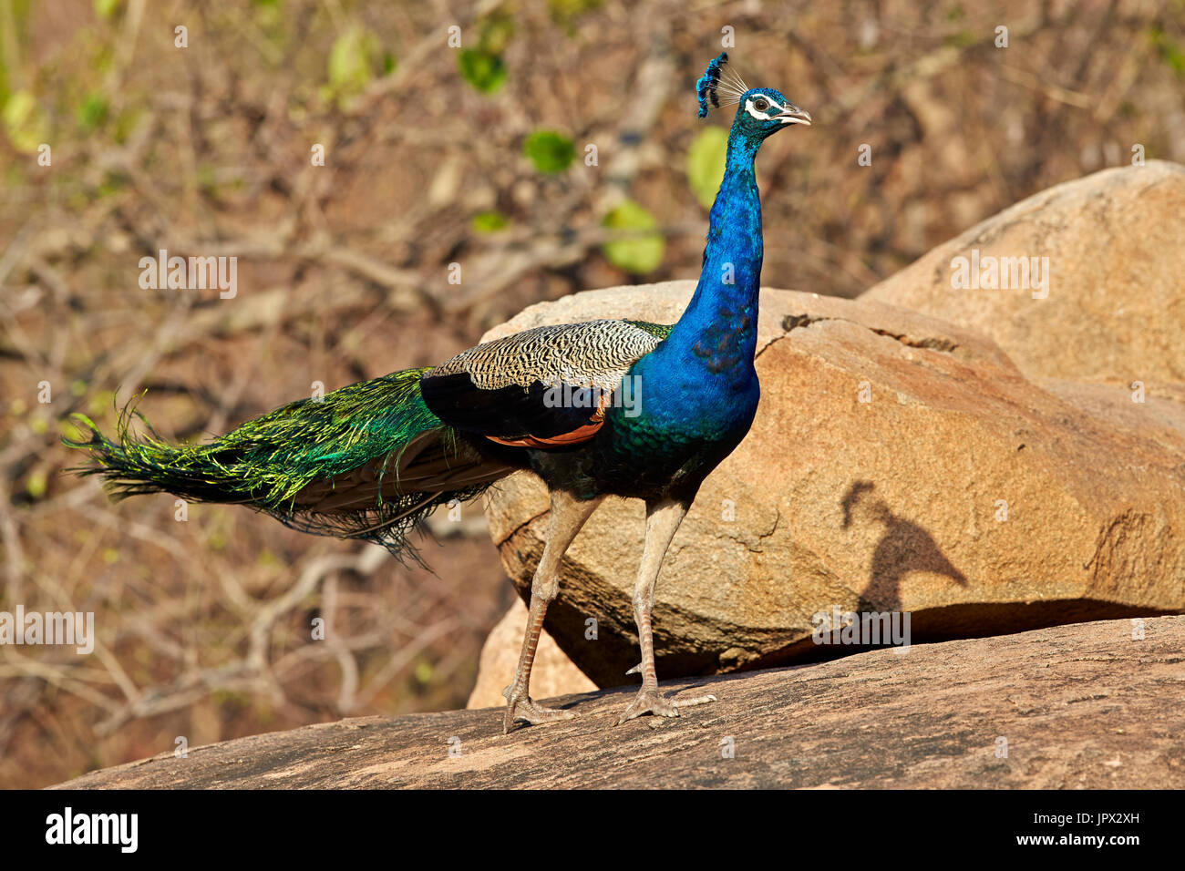 Indian Peafowl on rock - Sandur Mountain Range India Stock Photo - Alamy
