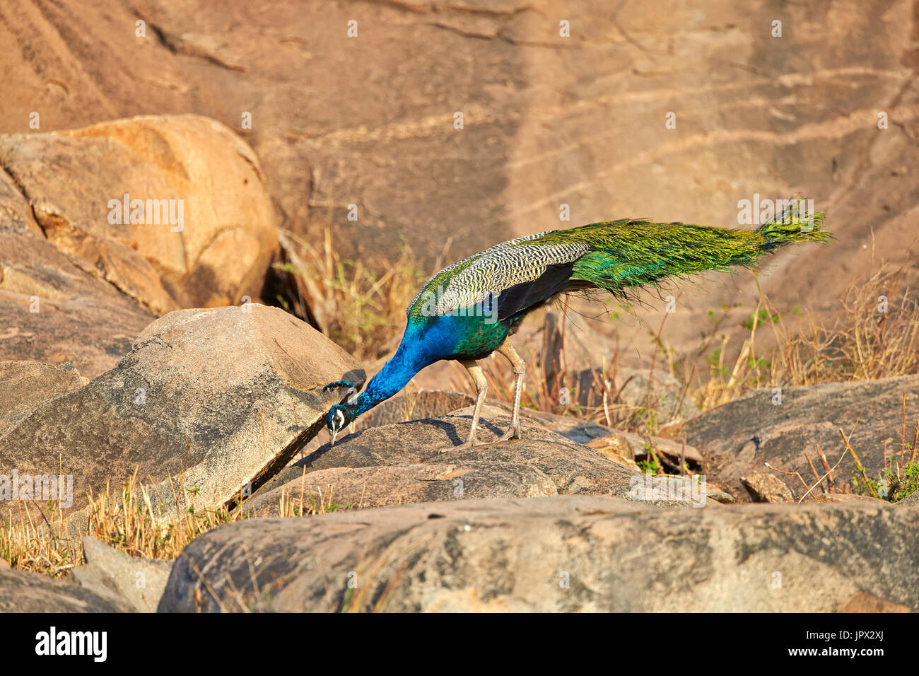 Indian Peafowl on rock - Sandur Mountain Range India Stock Photo - Alamy