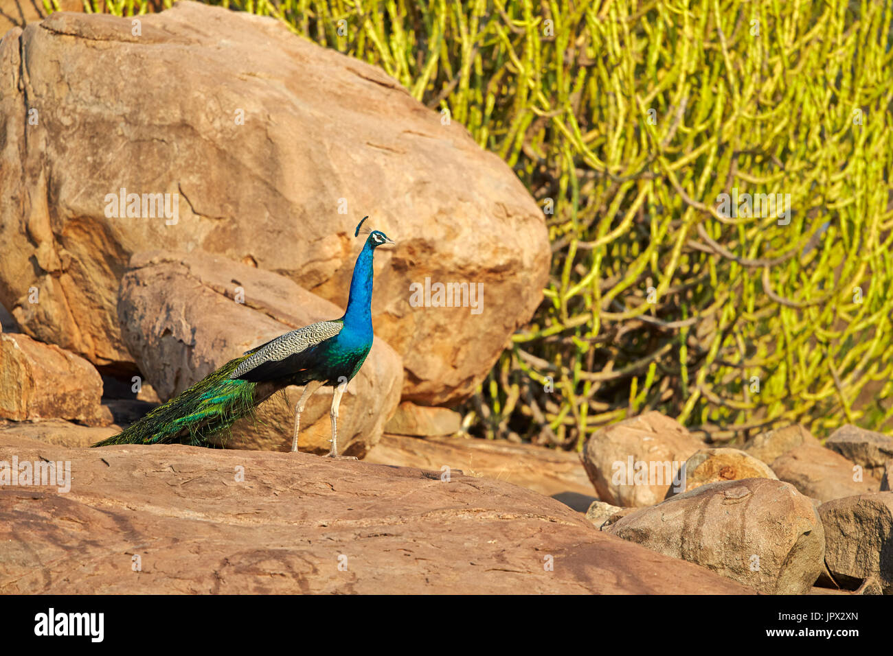 Indian Peafowl on rock - Sandur Mountain Range India Stock Photo - Alamy