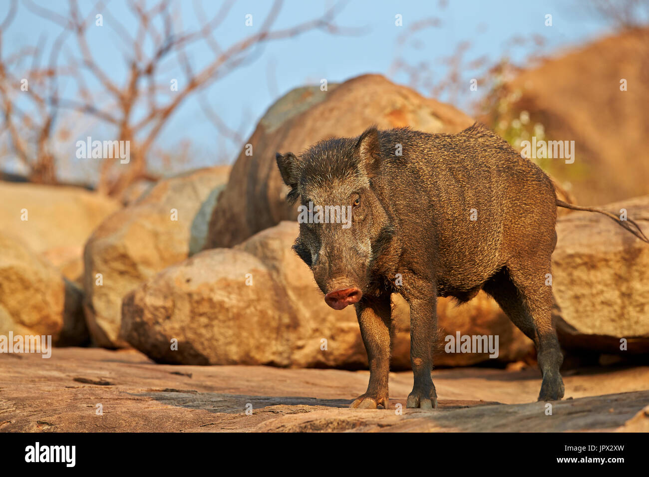 Indian Wild Boar in rocks - Sandur Mountain Range India Stock Photo - Alamy