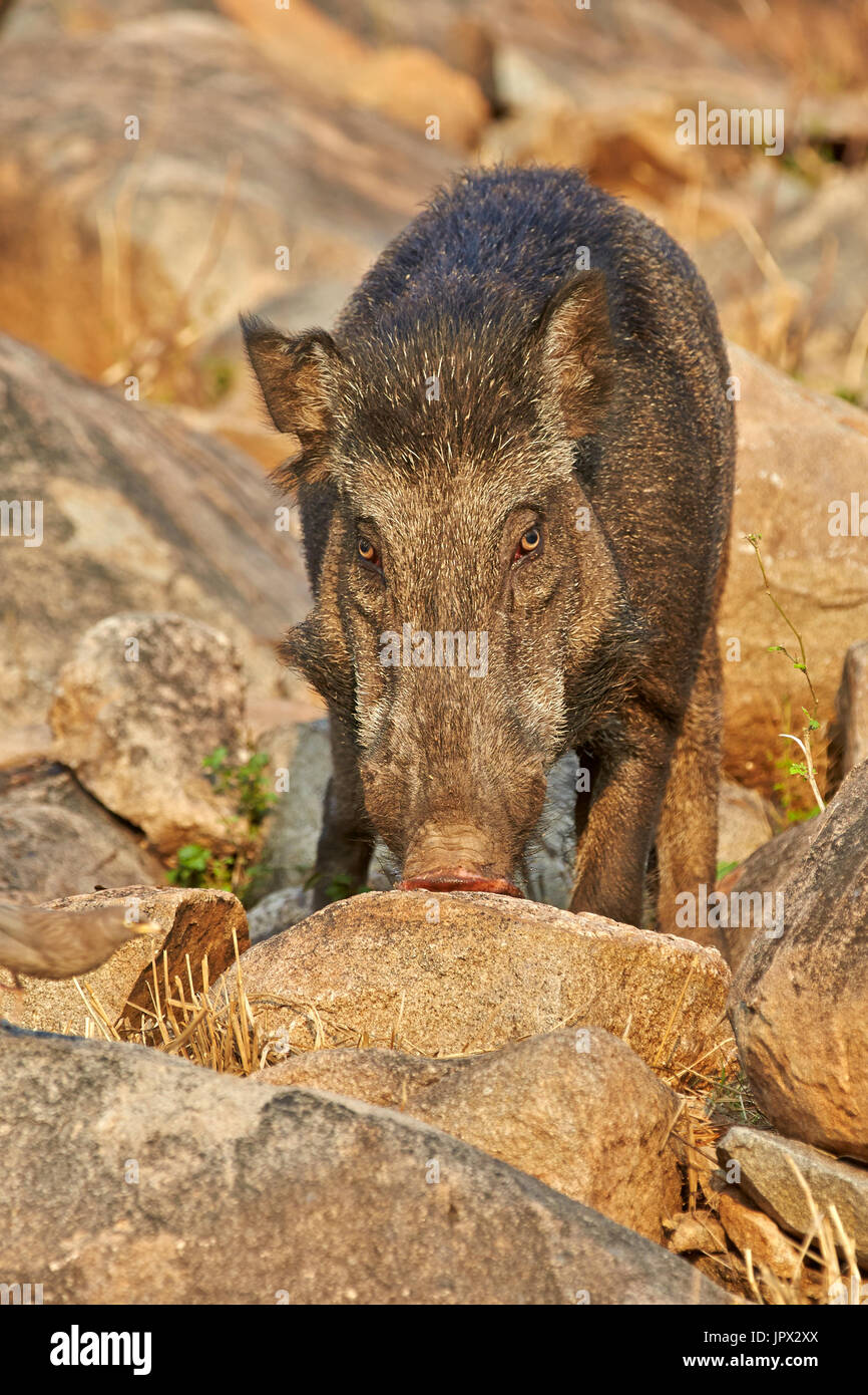 Indian nobody hi-res stock photography and images - Alamy