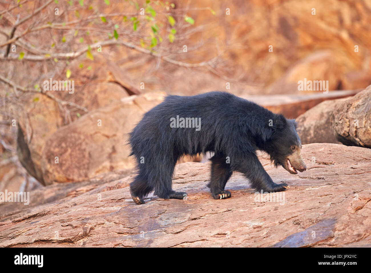 Sloth bear on rock - Mountain Sanduru India Stock Photo - Alamy