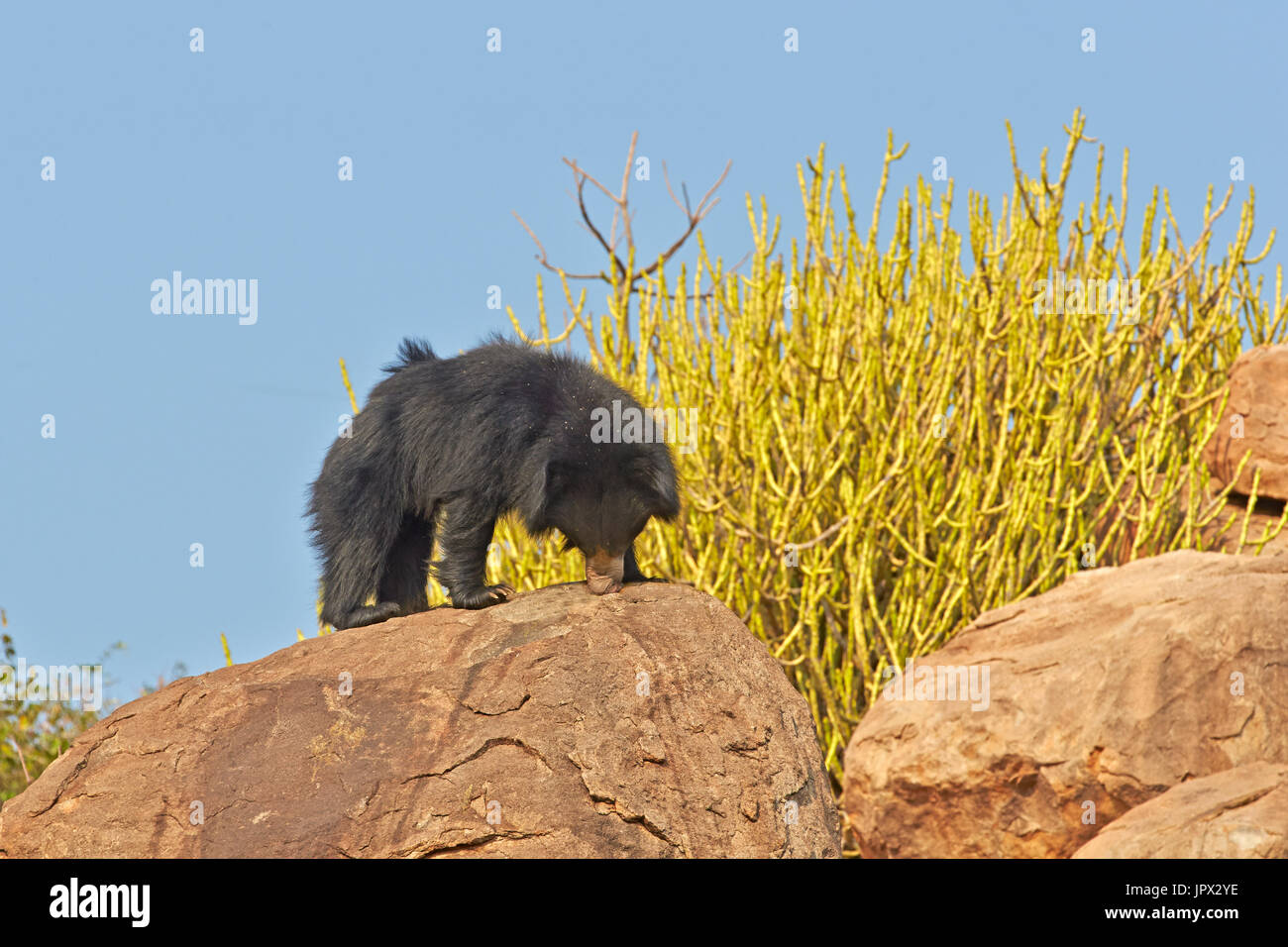 Sloth bear on rock - Mountain Sanduru India Stock Photo - Alamy
