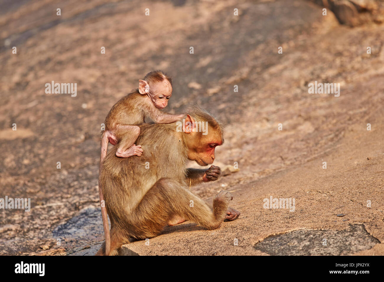Bonnet Macaque and young - Mountain Sanduru India Stock Photo - Alamy