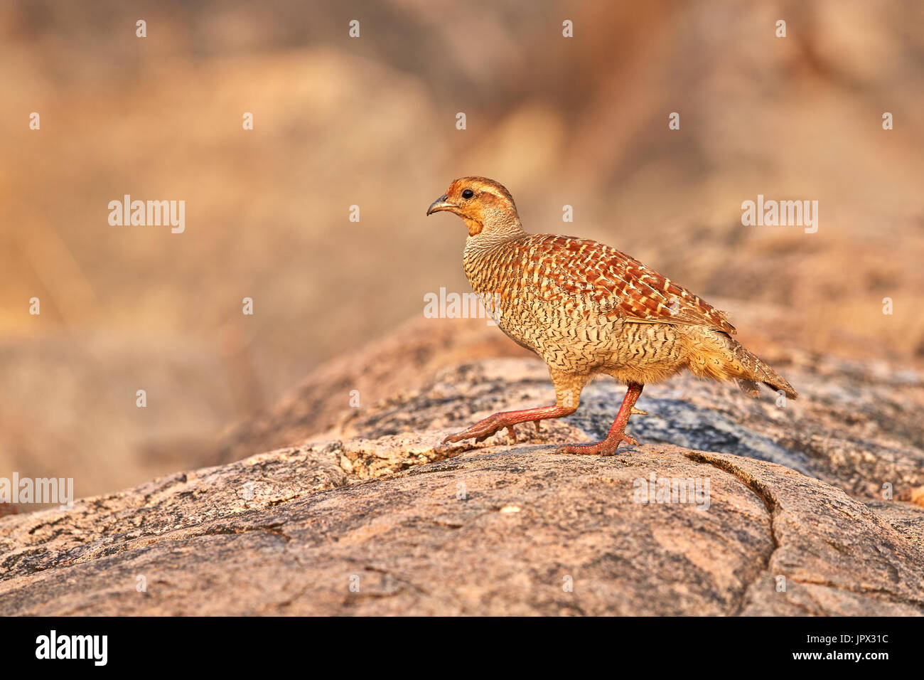 Grey Francolin on rock - Sandur Mountain Range India Stock Photo - Alamy
