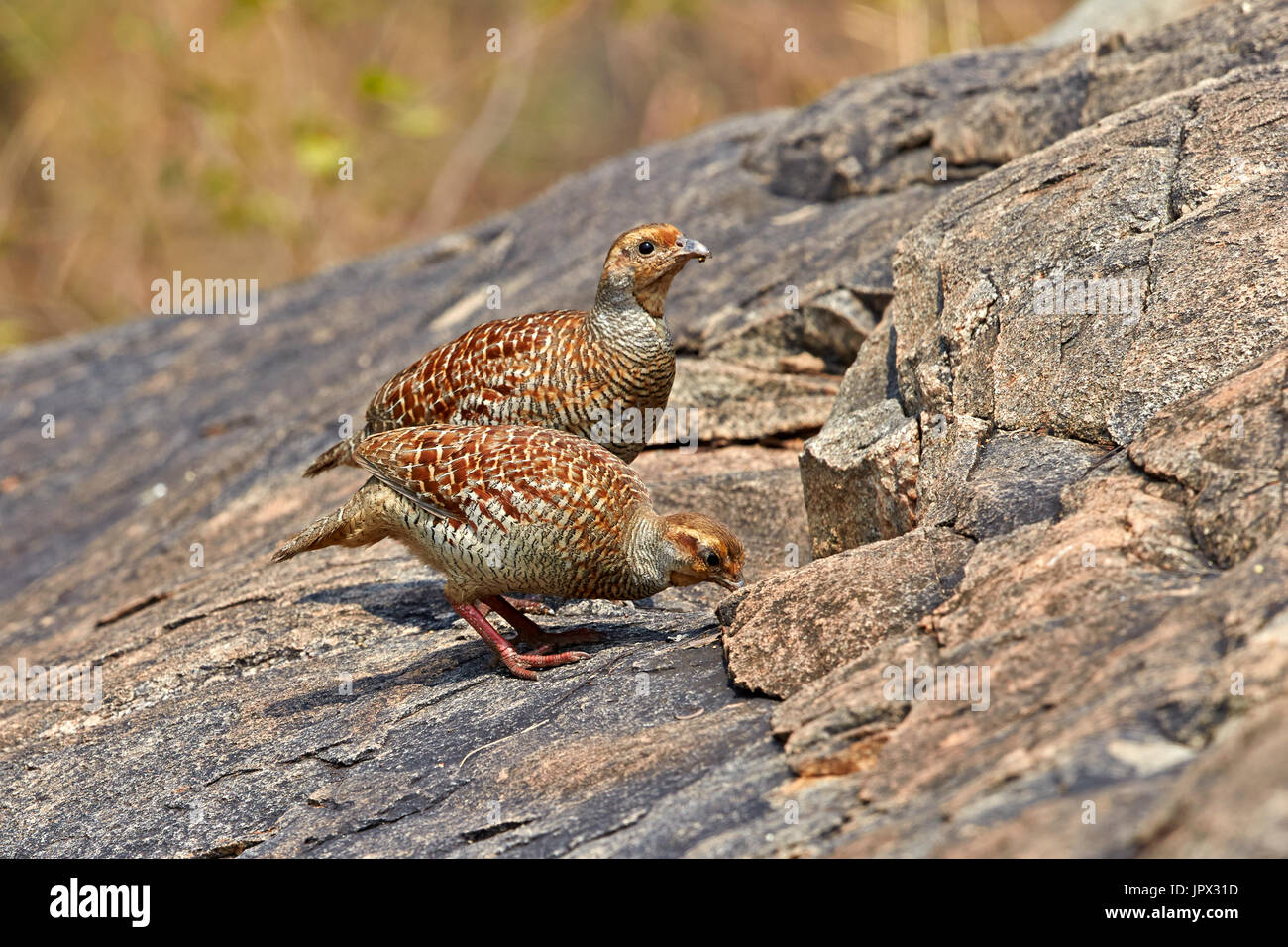 Grey Francolin on rock - Sandur Mountain Range India Stock Photo - Alamy