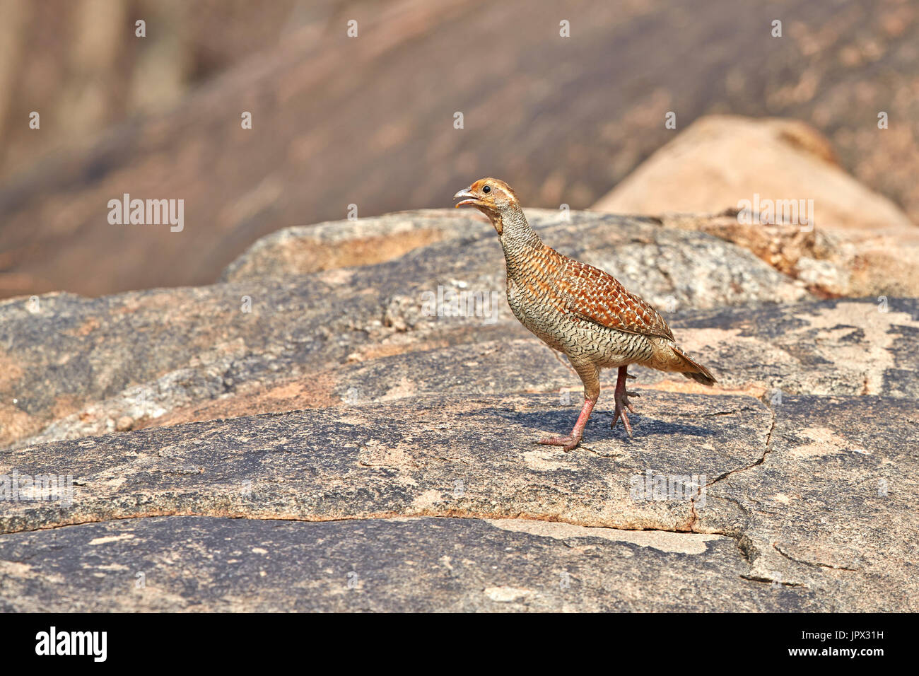 Male Grey Francolin on rock - Sandur Mountain Range India Stock Photo ...
