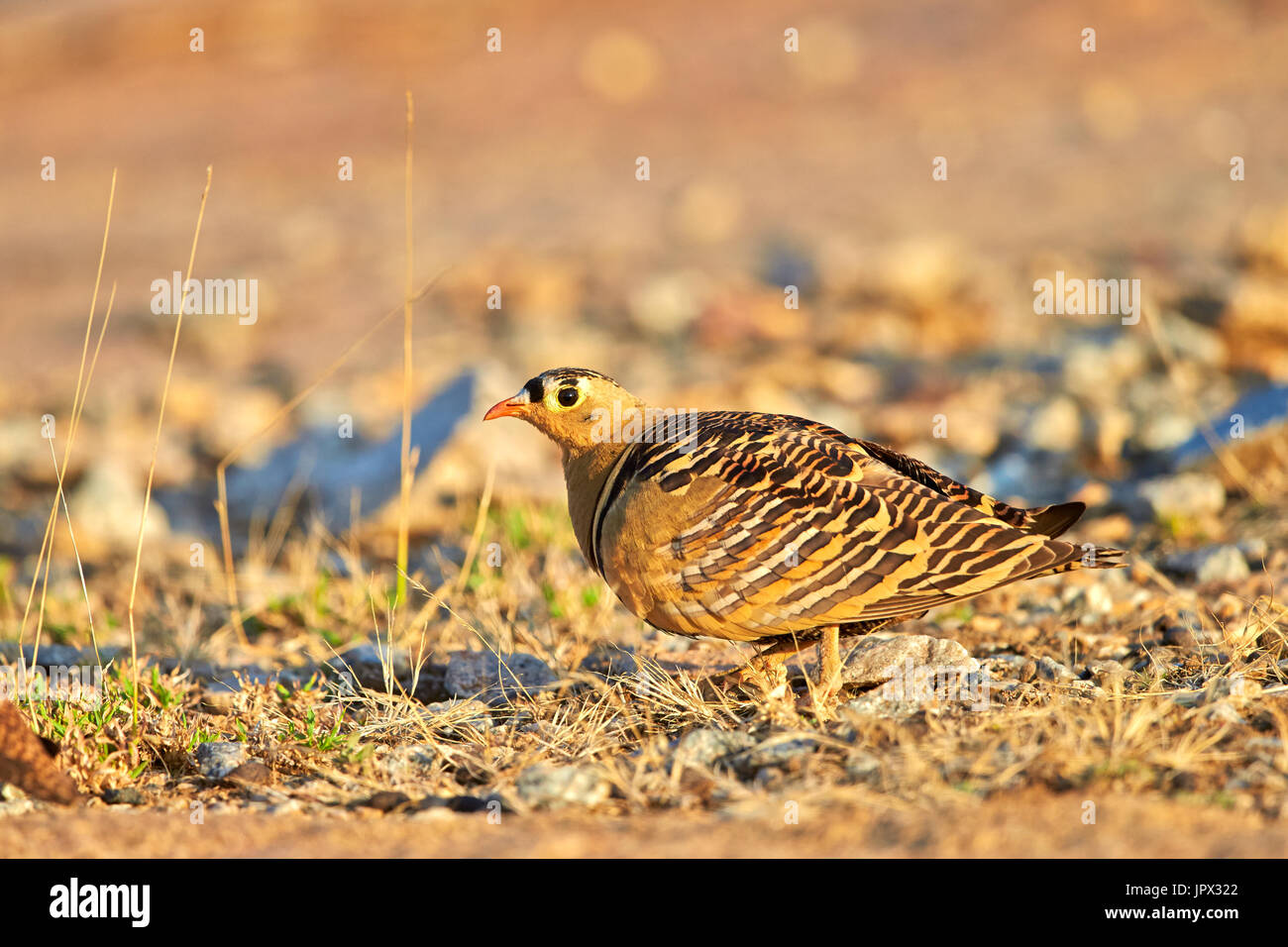 Karnataka state bird hi-res stock photography and images - Alamy
