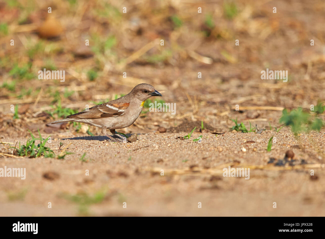 Yellow-throated sparrow - Sandur Mountain Range India Stock Photo - Alamy
