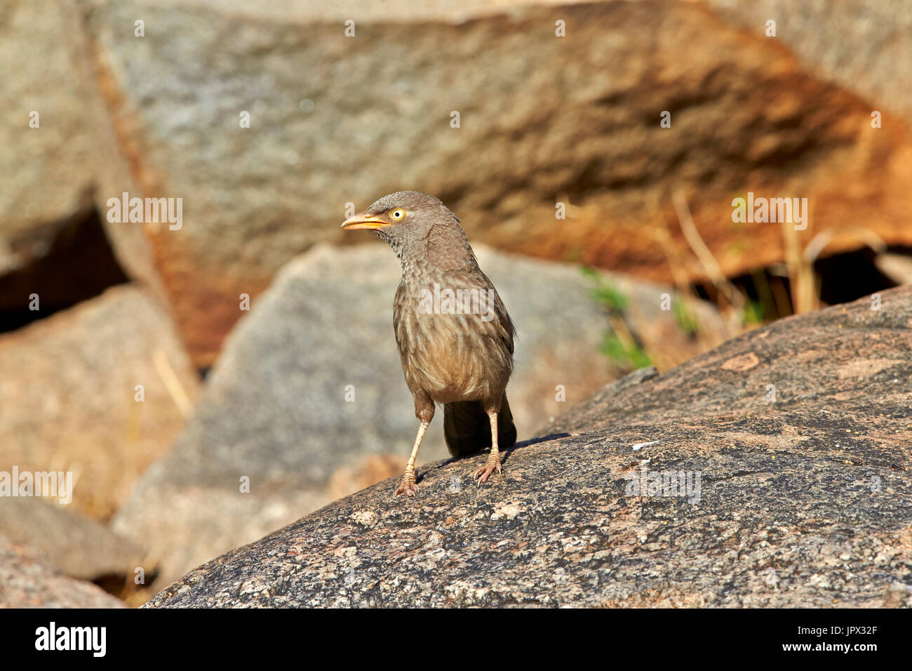Jungle Babbler on rock - Sandur Mountain Range India Stock Photo - Alamy