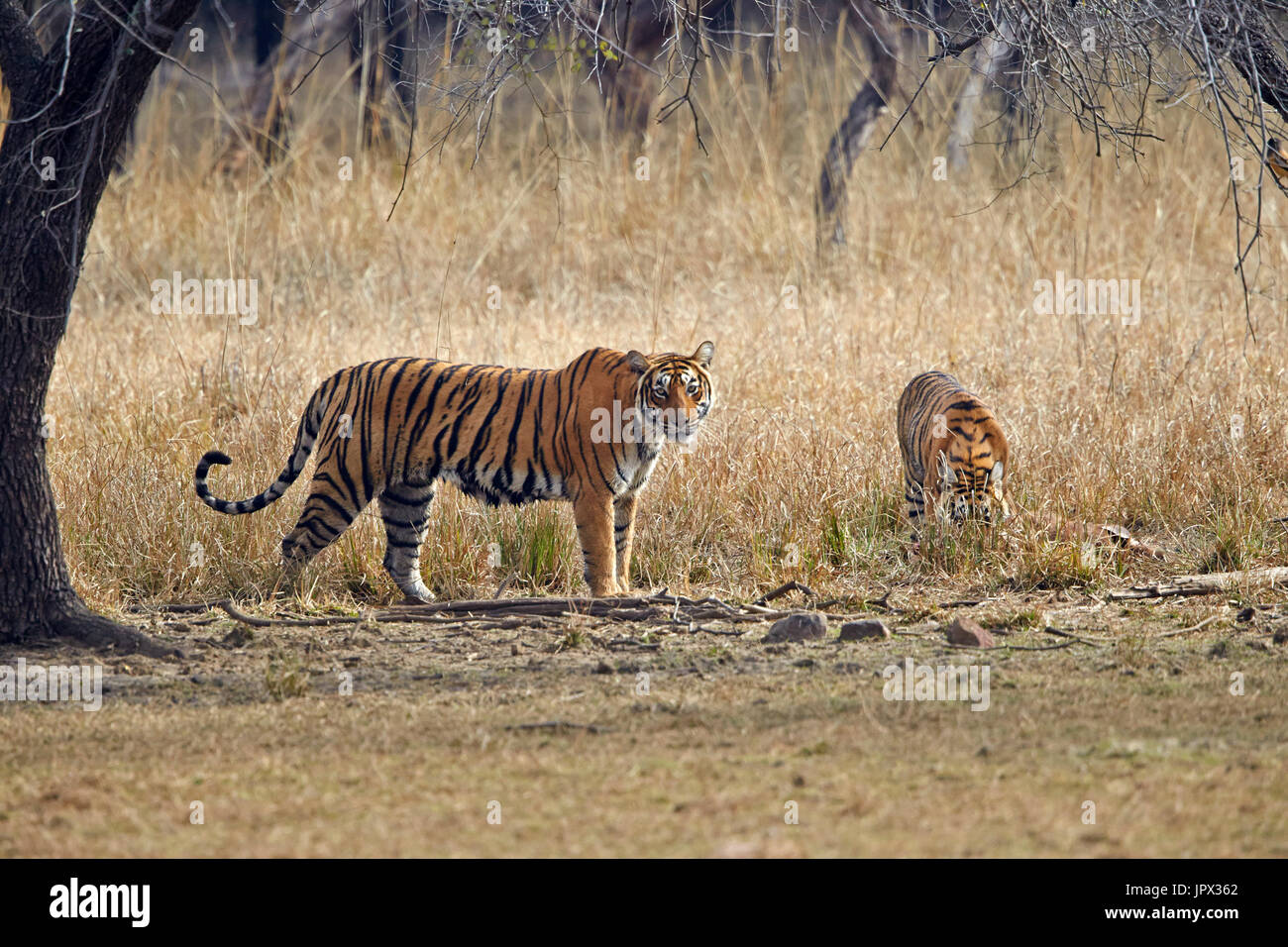 Bengal Tiger and young in the savannah - Ranthambore India Stock Photo ...