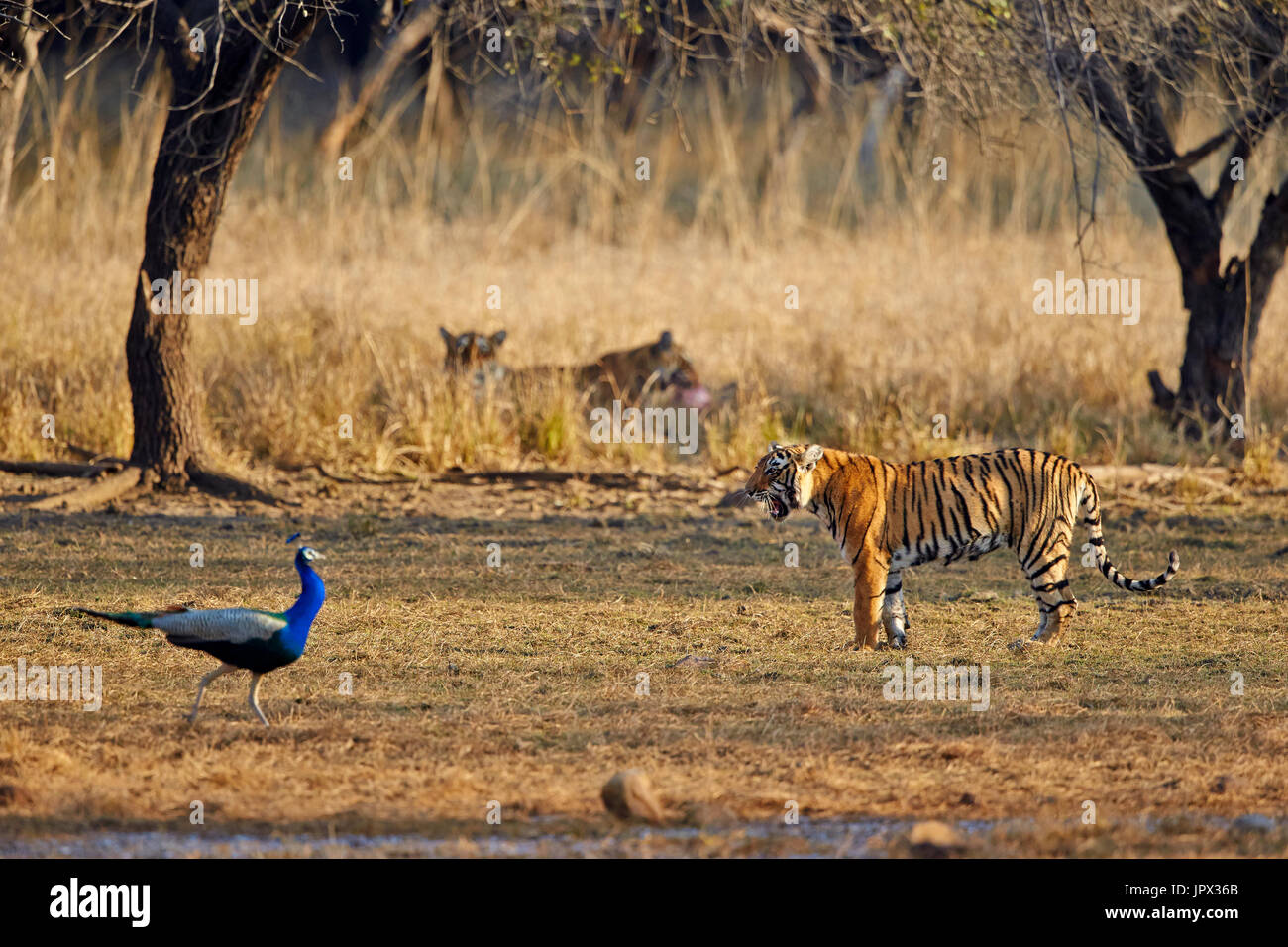 Bengal Tiger and Peacock in the savannah - Ranthambore India Stock ...