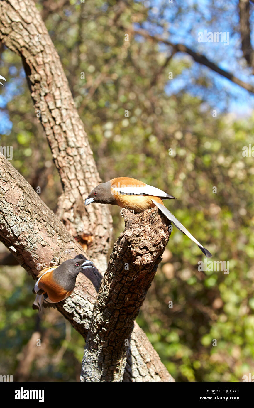 Treepies of india hi-res stock photography and images - Alamy