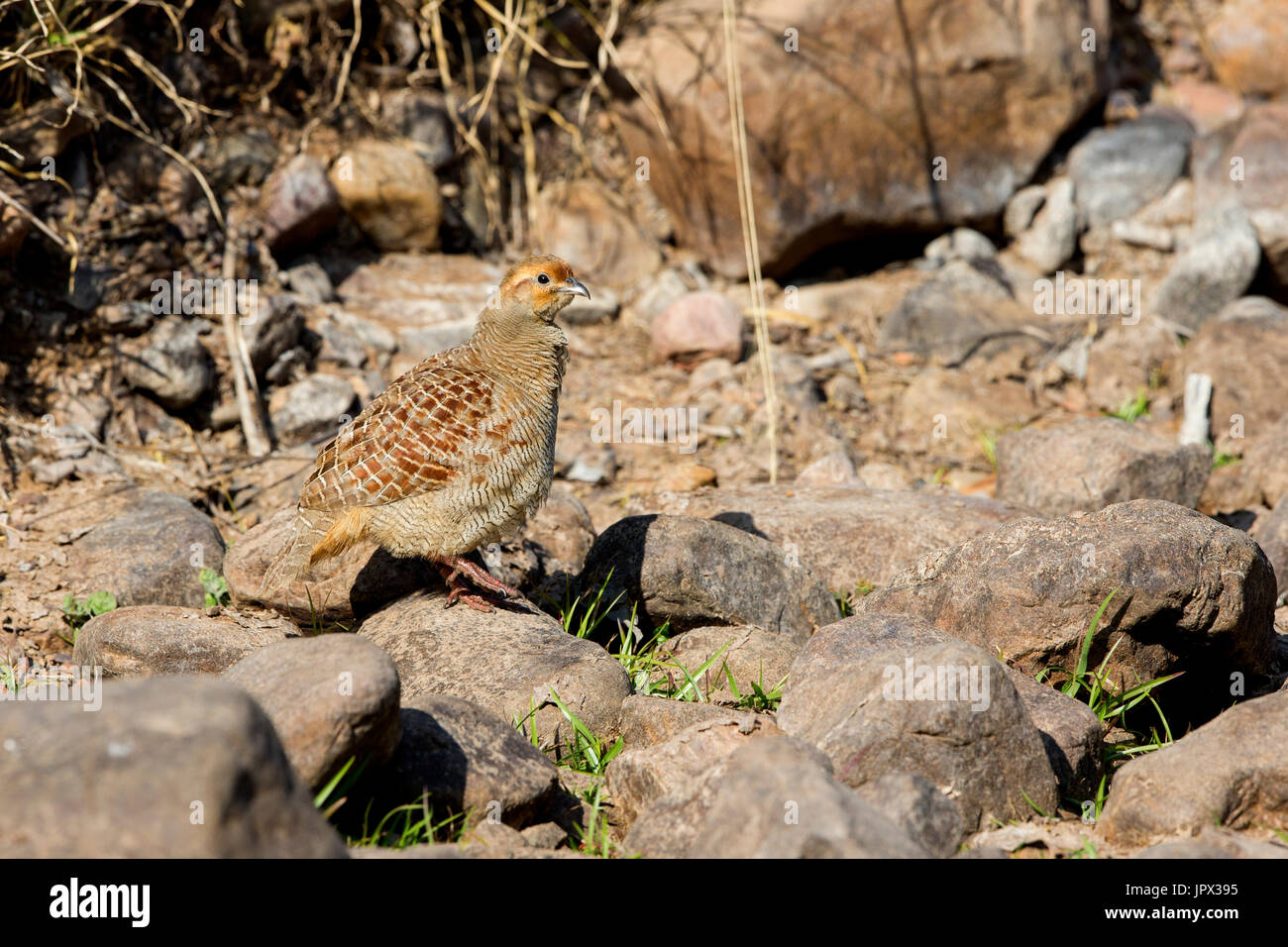 Grey Partridge on rocks - Ranthambore India Stock Photo - Alamy