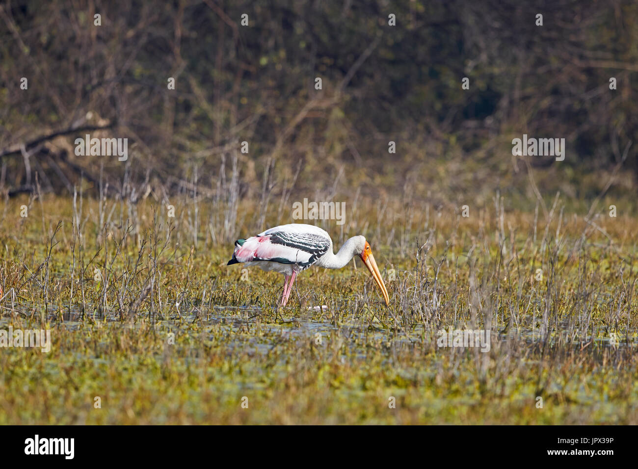 Painted Stork in a swamp - Ranthambore India Stock Photo - Alamy