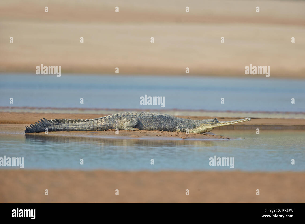 Gharial on the banks of the river Chambal - Uttar Pradesh India Stock ...