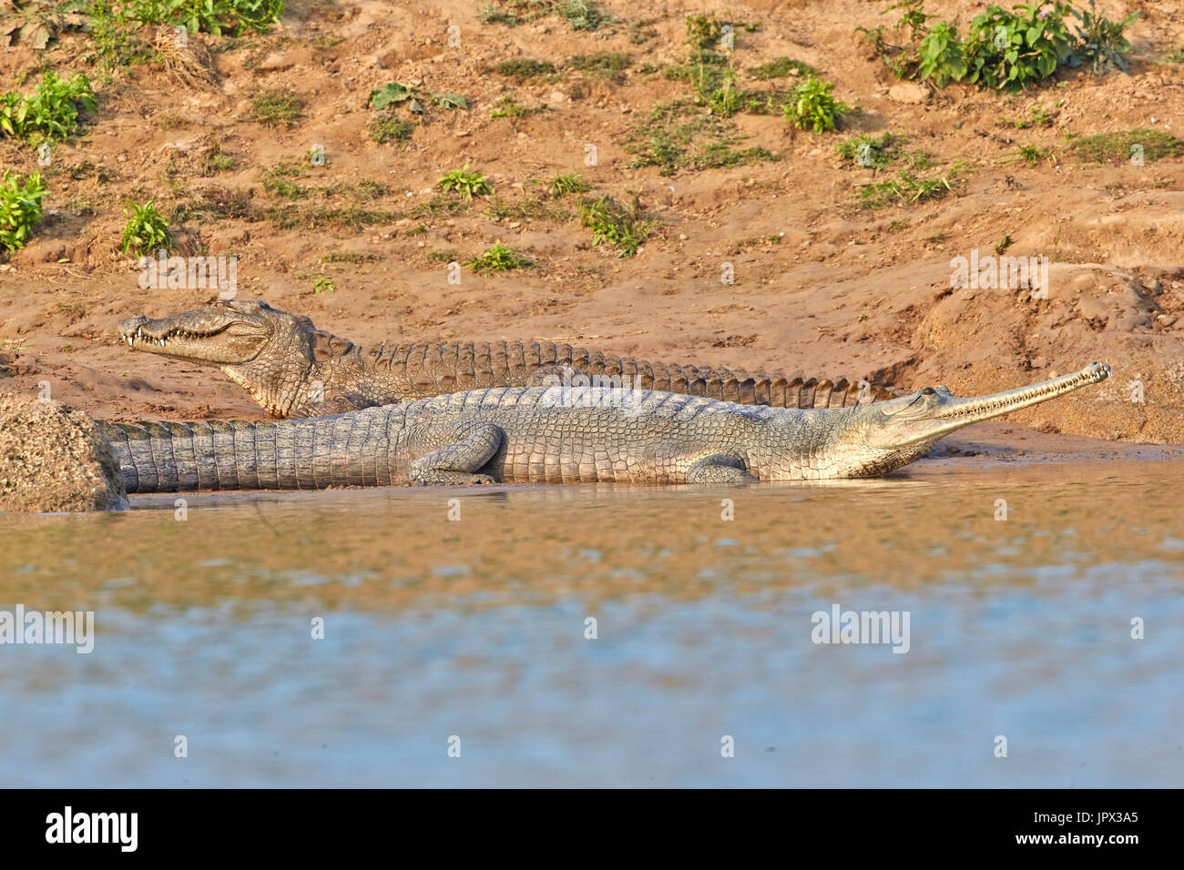 Gharial on the banks of the river Chambal - Uttar Pradesh India Stock ...