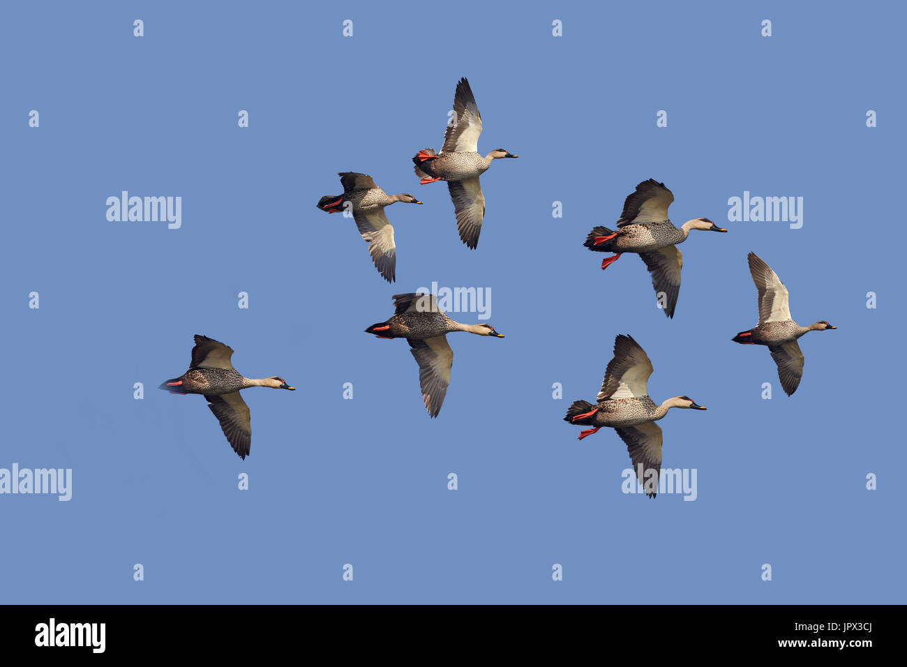 Adult spot billed duck hi-res stock photography and images - Alamy