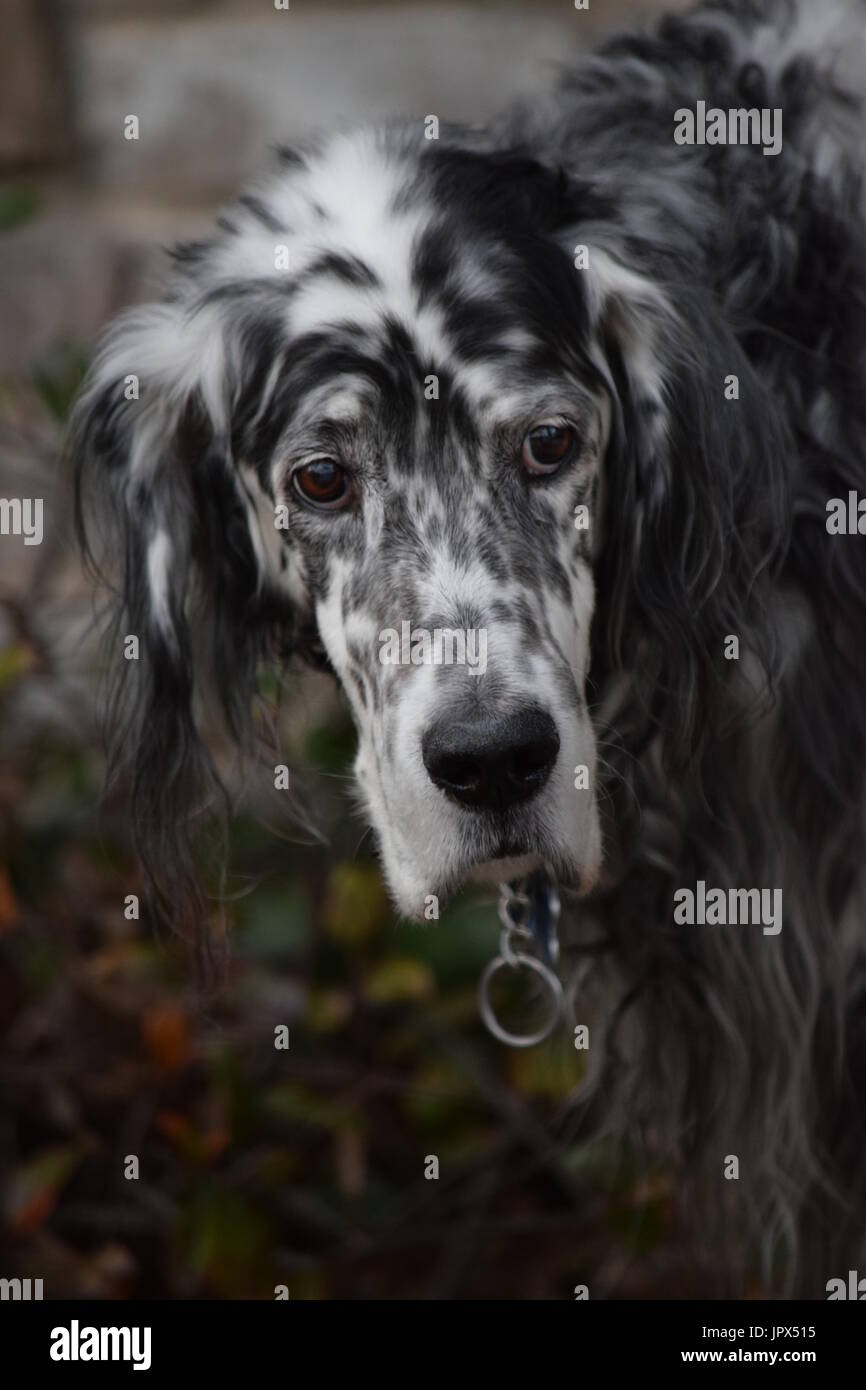 Portrait of English Setter Stock Photo - Alamy
