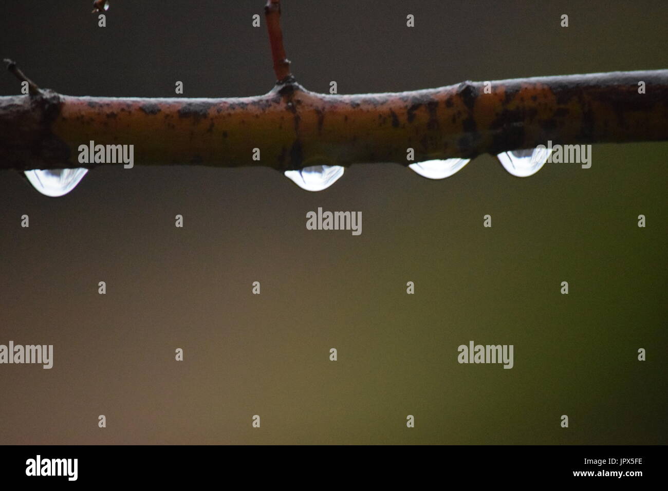 Rain on branch hi-res stock photography and images - Alamy