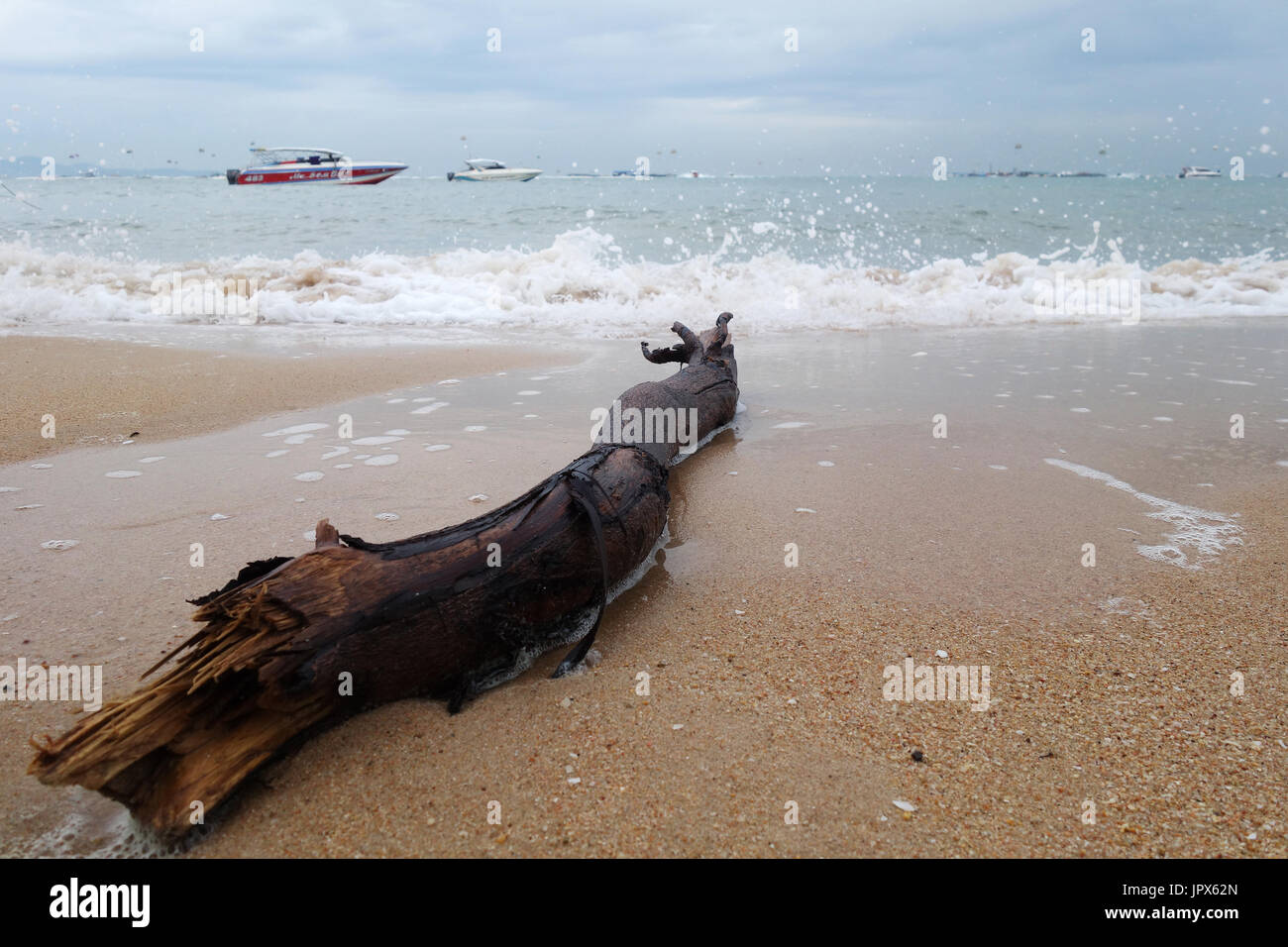 Ocean Tree Timber on the beach in Pattaya, Thailand Stock Photo - Alamy
