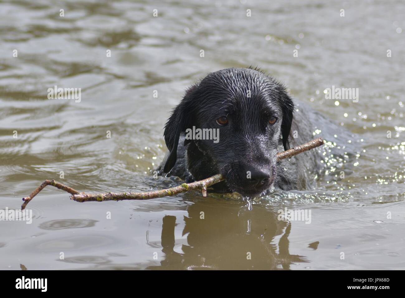 Black labrador looking proud Stock Photo - Alamy