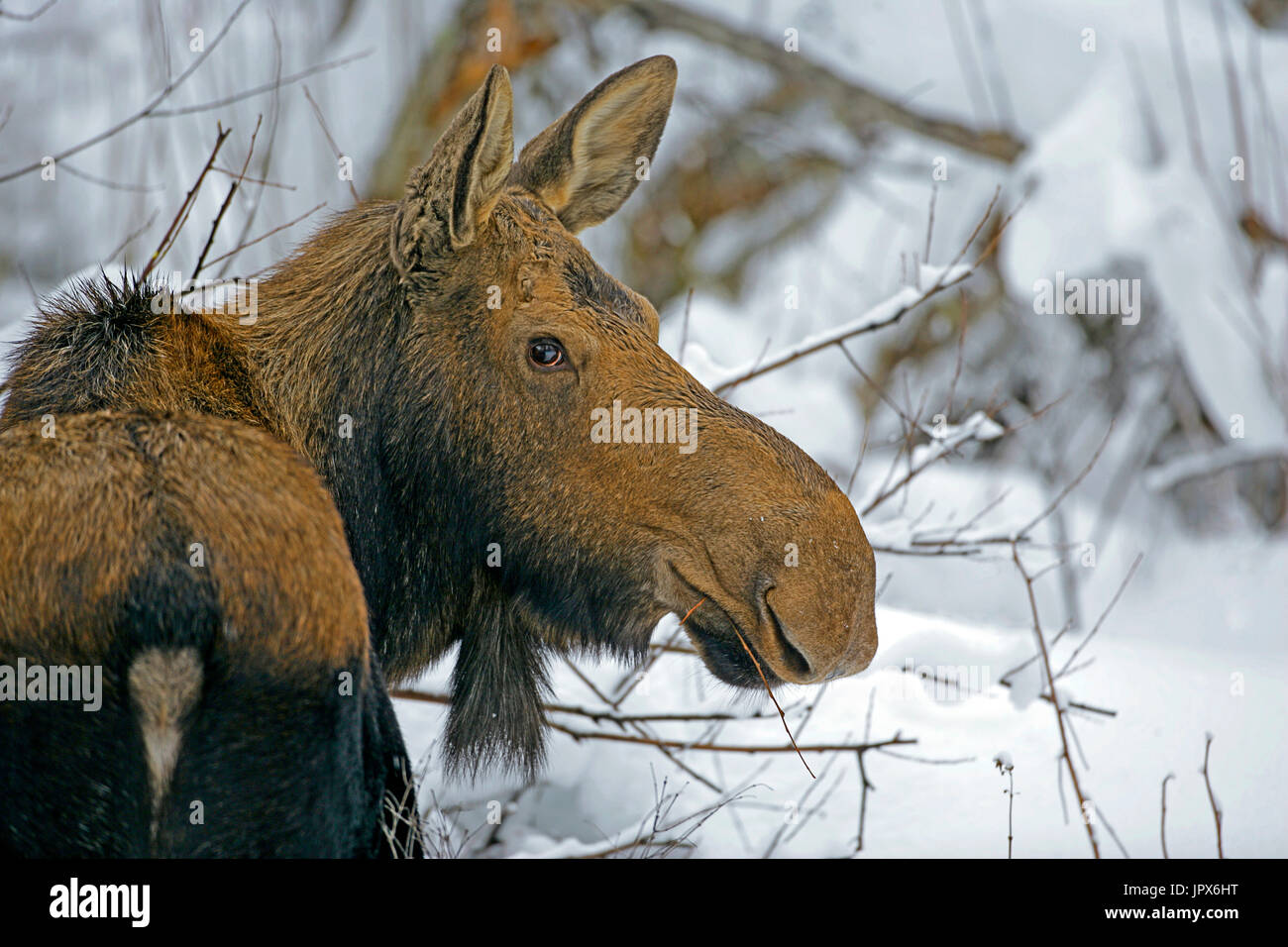 Moose snow hi-res stock photography and images - Alamy