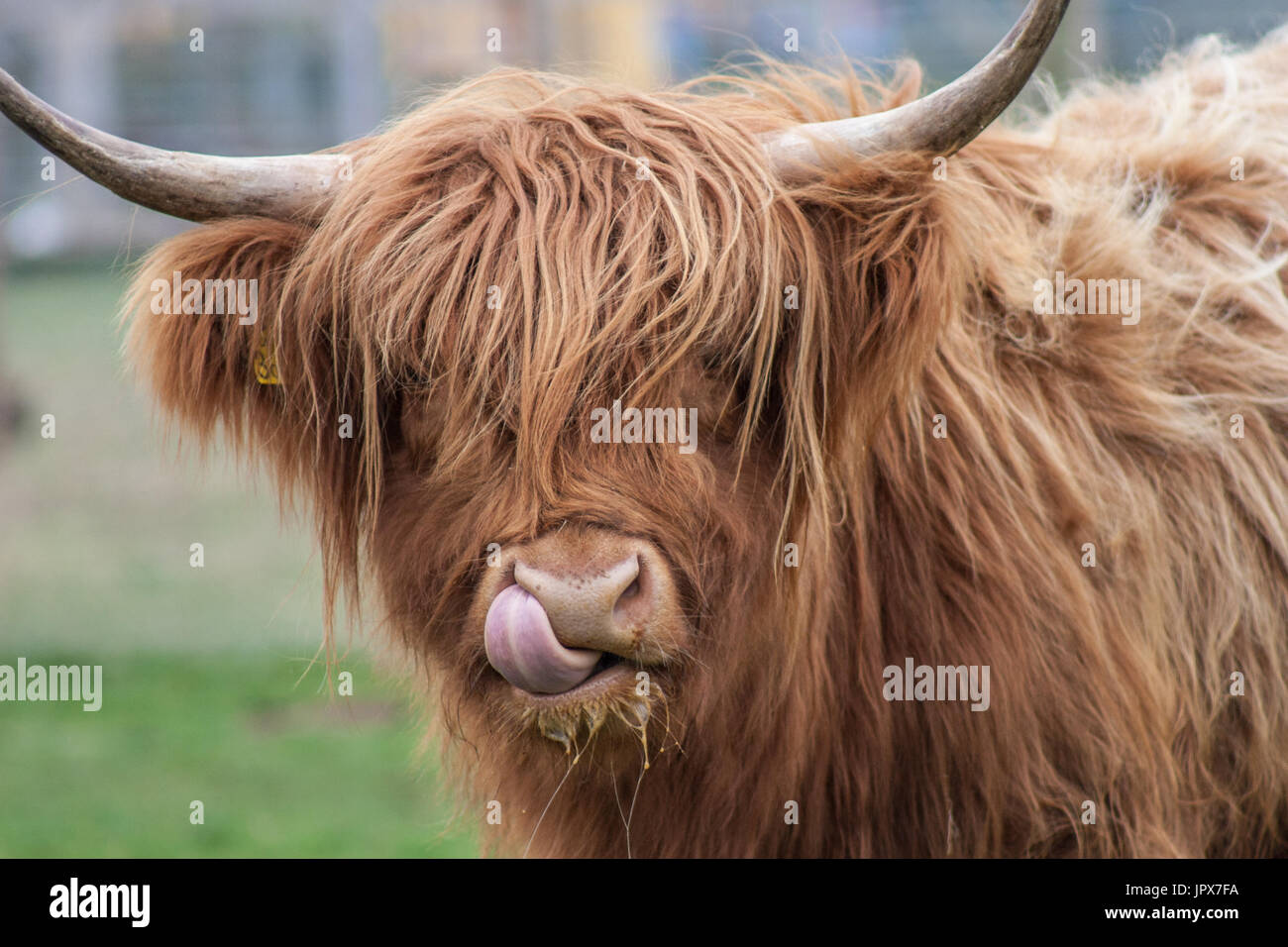 Highland Cow Tongue Stock Photos & Highland Cow Tongue Stock Images - Alamy