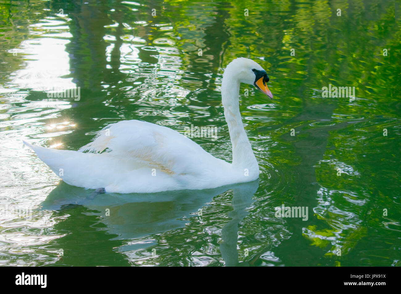 Swan. Swan with a water ripple effect Stock Photo - Alamy