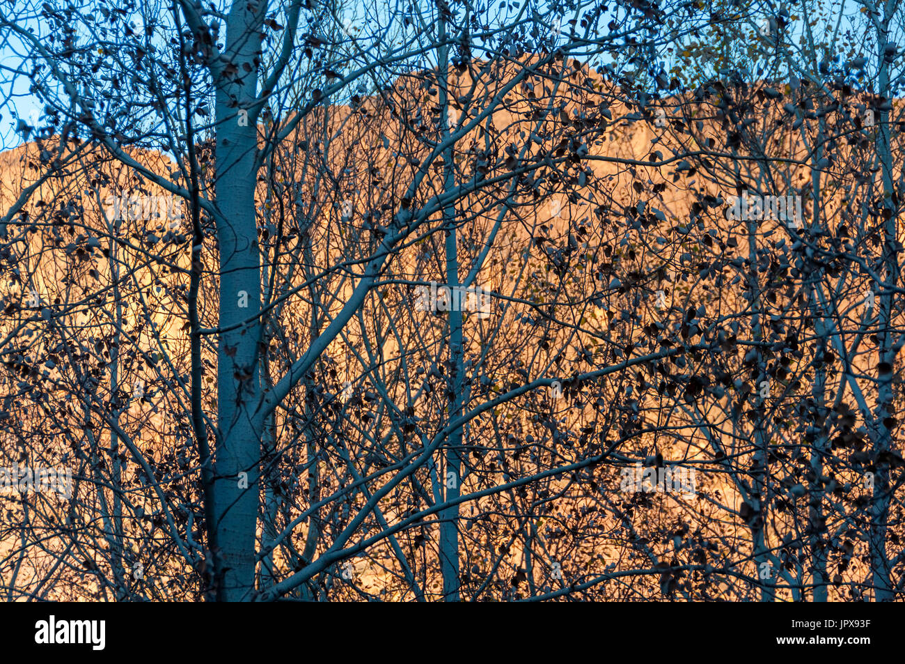 Empty trees with orange background Stock Photo - Alamy